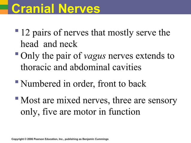Learning the Peripheral Nervous System.pptx