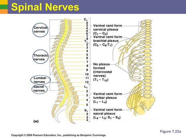 Learning the Peripheral Nervous System.pptx