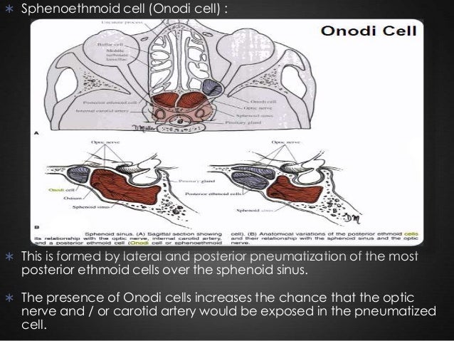 ANATOMICAL VARIANTS OF CT PNS