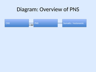 PNS_Diagram_Enhanced_Themed_Presentation.pptx