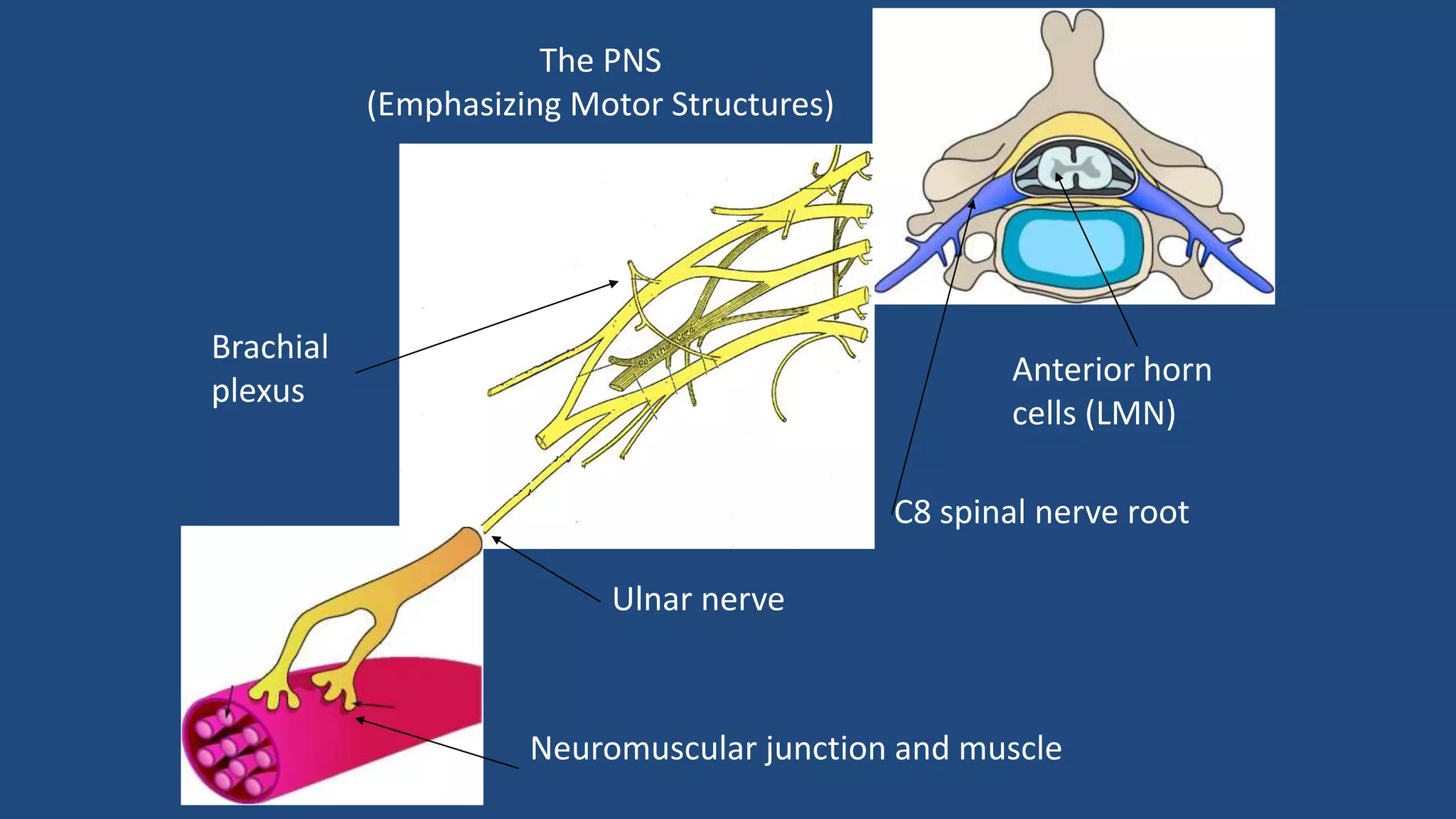PNS disorders Nursing.pptx