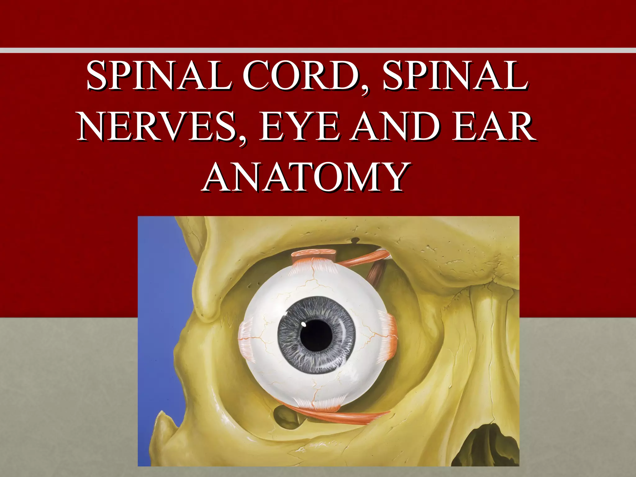 Spinal cord, spinal nerves, eye and ear anatomy | PPT