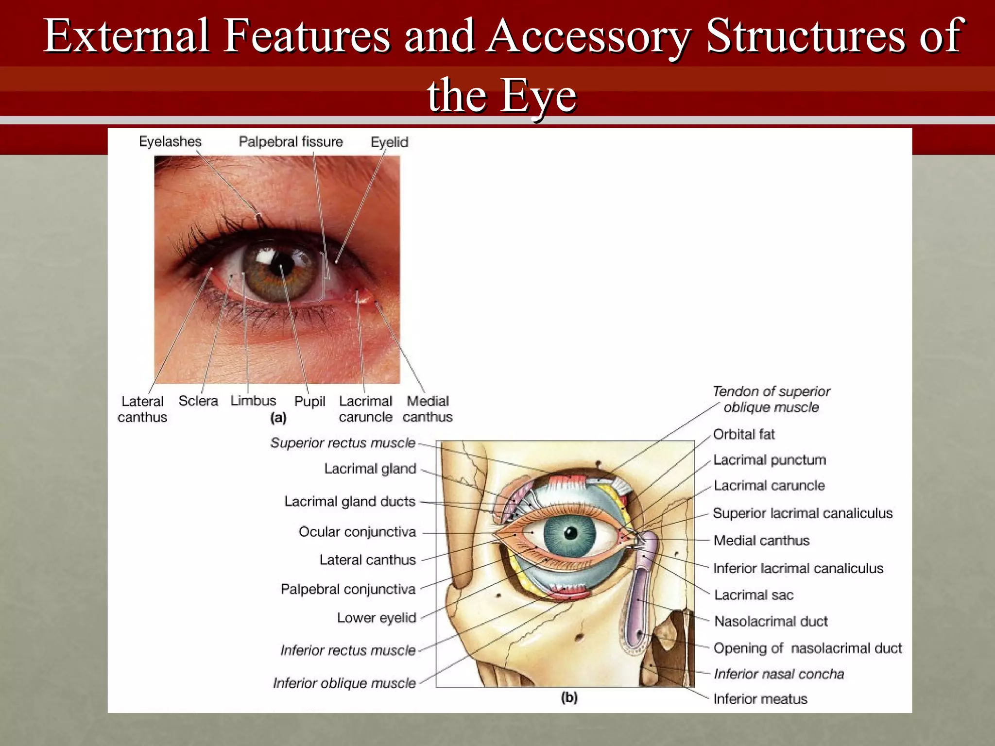 Spinal cord, spinal nerves, eye and ear anatomy | PPT
