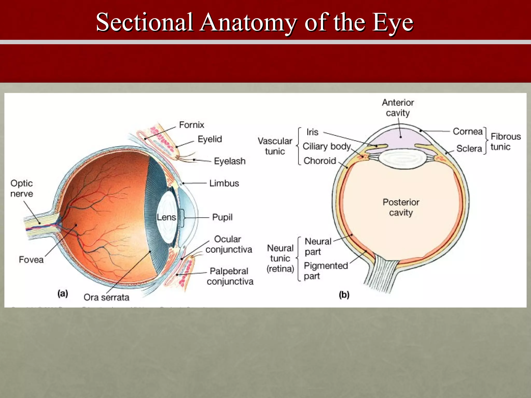 Spinal cord, spinal nerves, eye and ear anatomy | PPT
