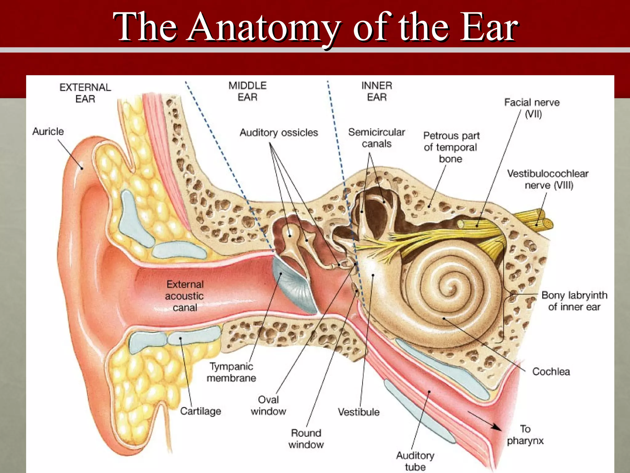Spinal cord, spinal nerves, eye and ear anatomy | PPT
