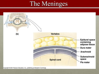 Spinal cord, spinal nerves, eye and ear anatomy | PPT