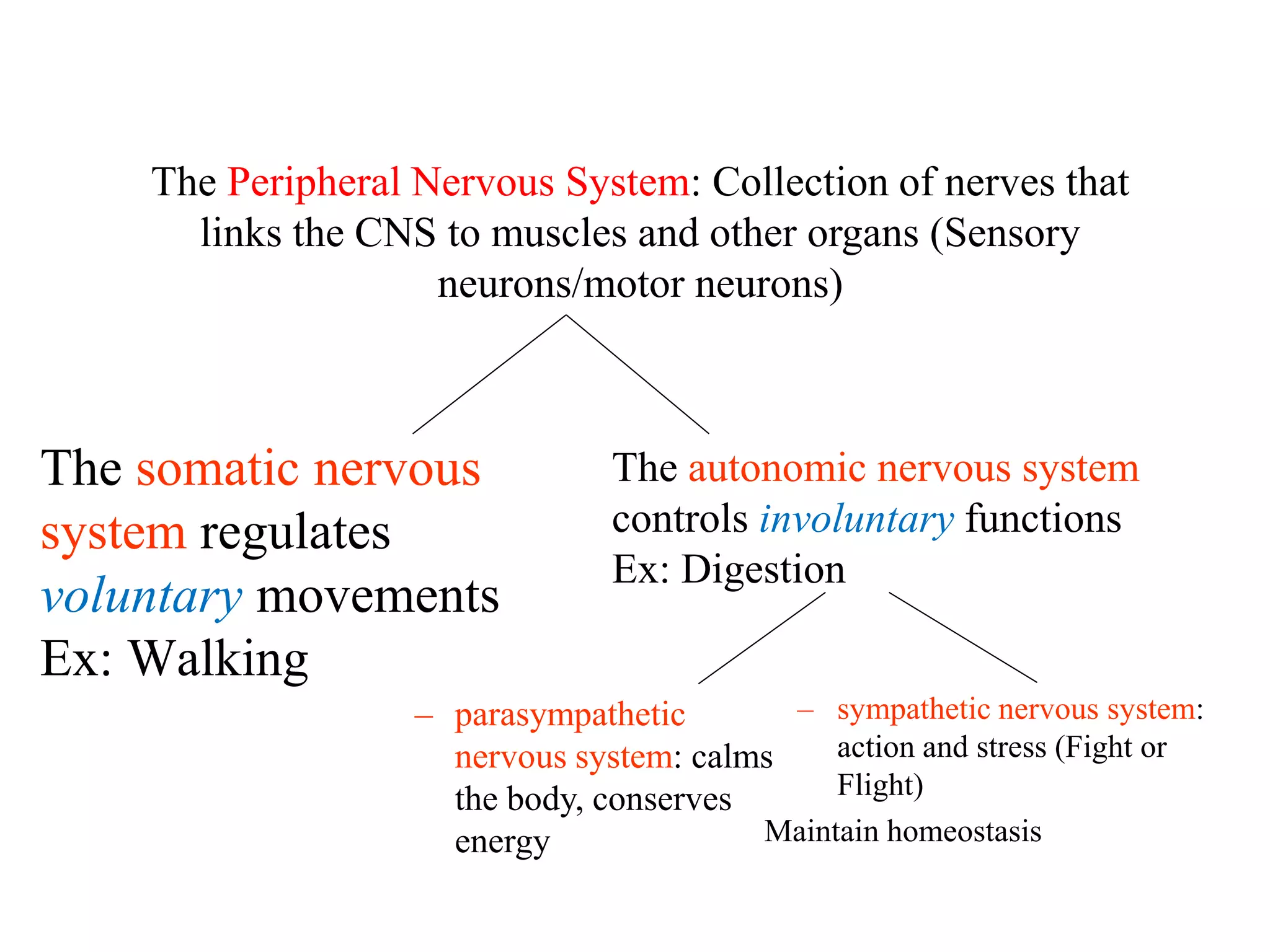 Peripheral Nervous System, Audumbar Mali | PPTX