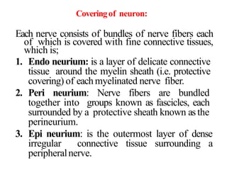 Peripheral Nervous System, Audumbar Mali | PPTX