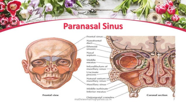 Nasal and Para nasal inflammatory disease PPT | PPTX | Ear, Nose and Throat Conditions ...