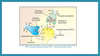 ORGANIZATION AND FUNCTIONS OF ANS, NEUROHUMORAL TRANSMISSION | PPTX