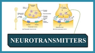 ORGANIZATION AND FUNCTIONS OF ANS, NEUROHUMORAL TRANSMISSION | PPTX