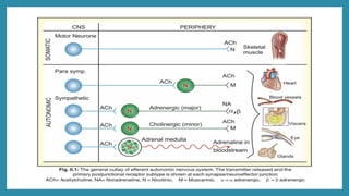 ORGANIZATION AND FUNCTIONS OF ANS, NEUROHUMORAL TRANSMISSION | PPTX