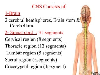 Peripheral nervous system in the human body | PPT | Free Download
