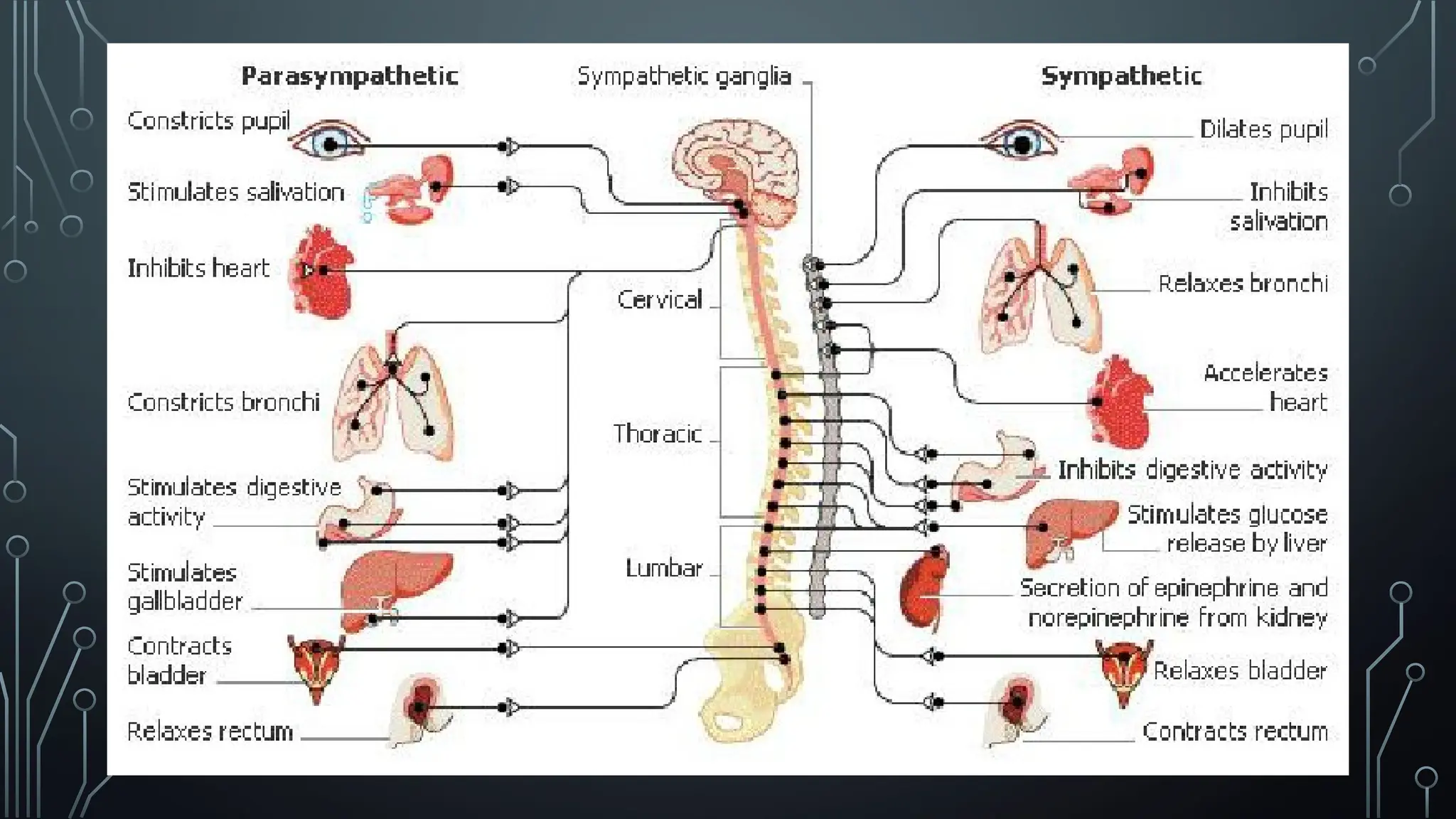 PNS Neuro.pptx Peripheral Nervous System PNS | PPTX