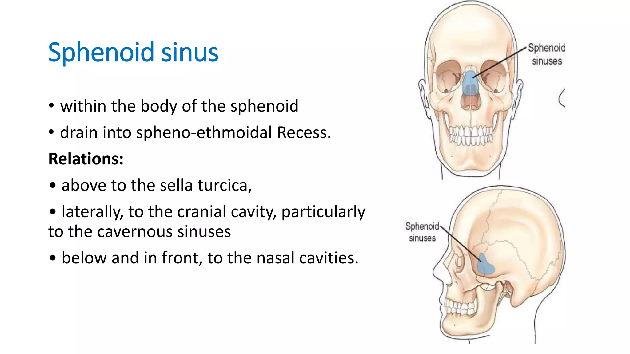 Anatomy and Xray of PNS and orbit | PPTX