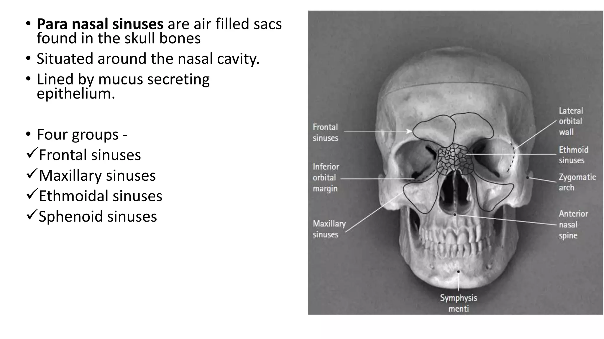 Anatomy and Xray of PNS and orbit | PPTX
