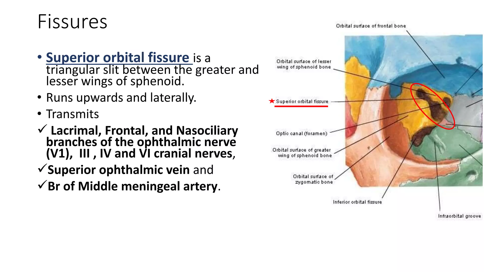 Anatomy and Xray of PNS and orbit | PPTX