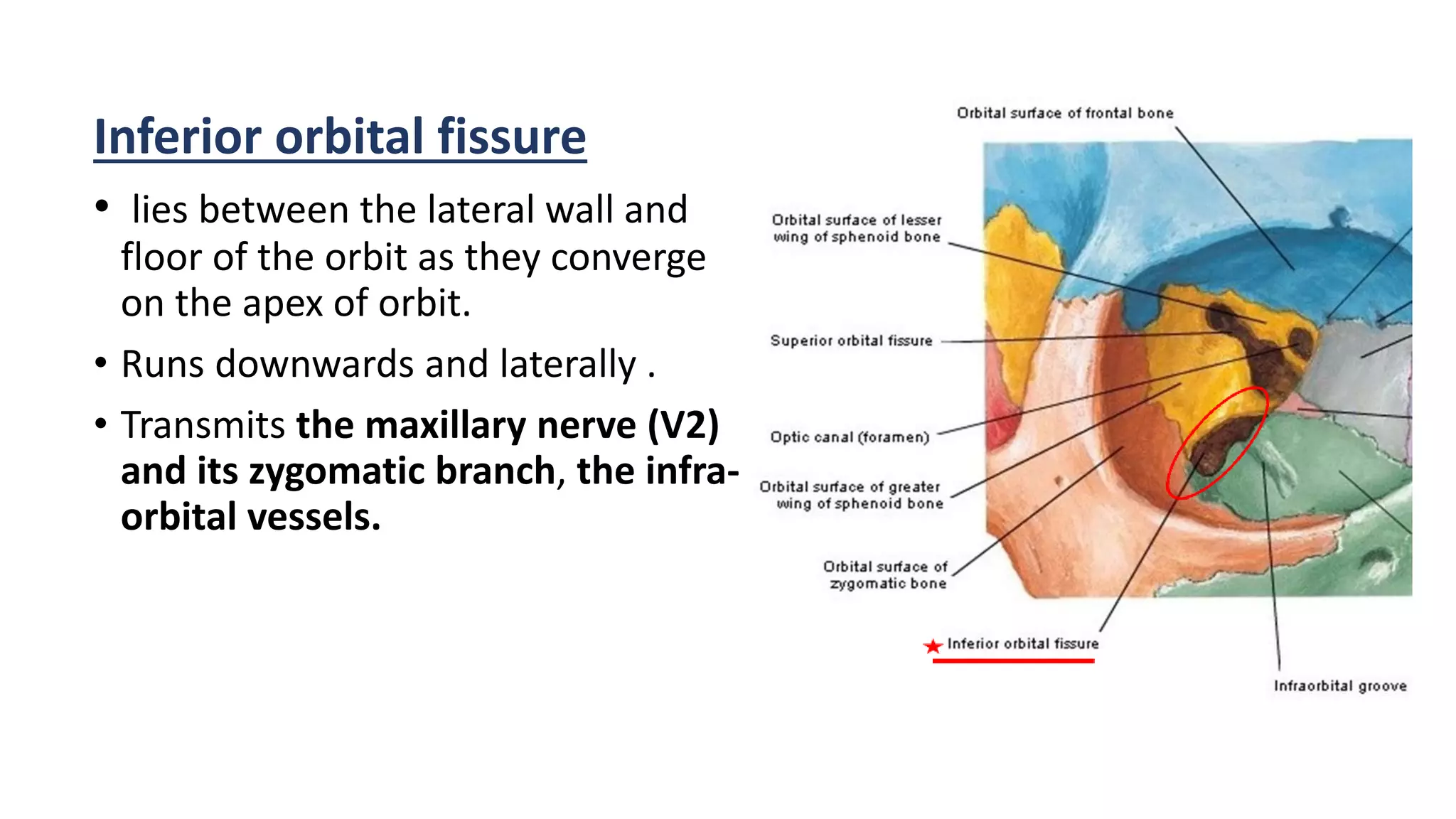 Anatomy and Xray of PNS and orbit | PPTX