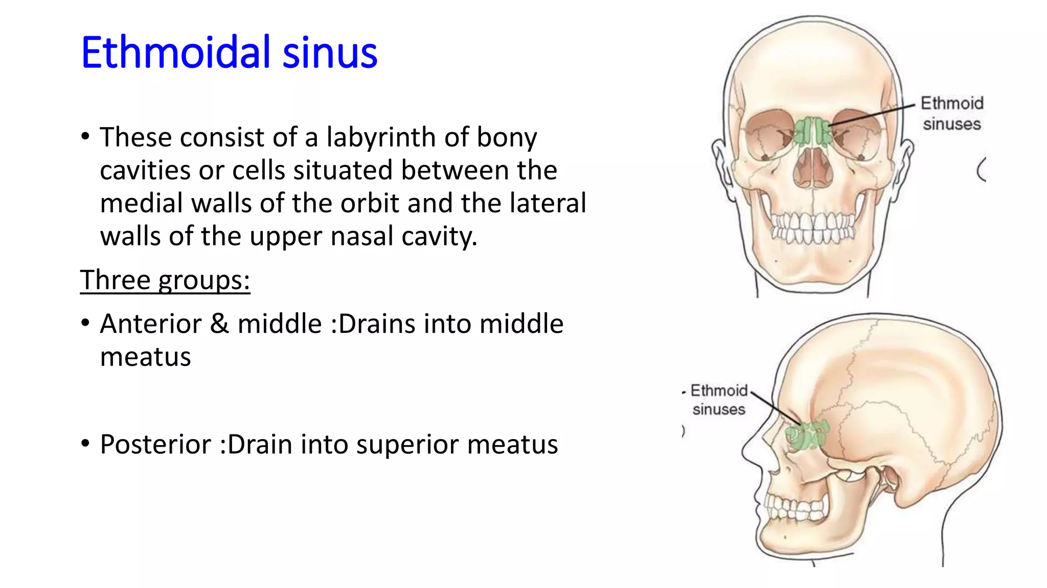Anatomy and Xray of PNS and orbit | PPTX
