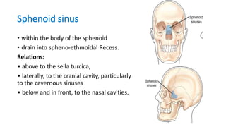 Anatomy and Xray of PNS and orbit | PPTX