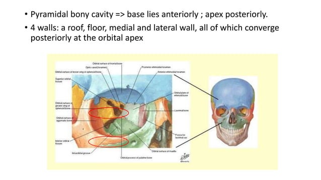 Anatomy and Xray of PNS and orbit | PPTX