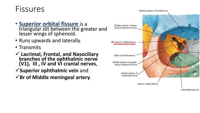 Anatomy and Xray of PNS and orbit | PPTX