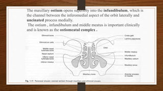 PNS , Orbit and Neck .pptx