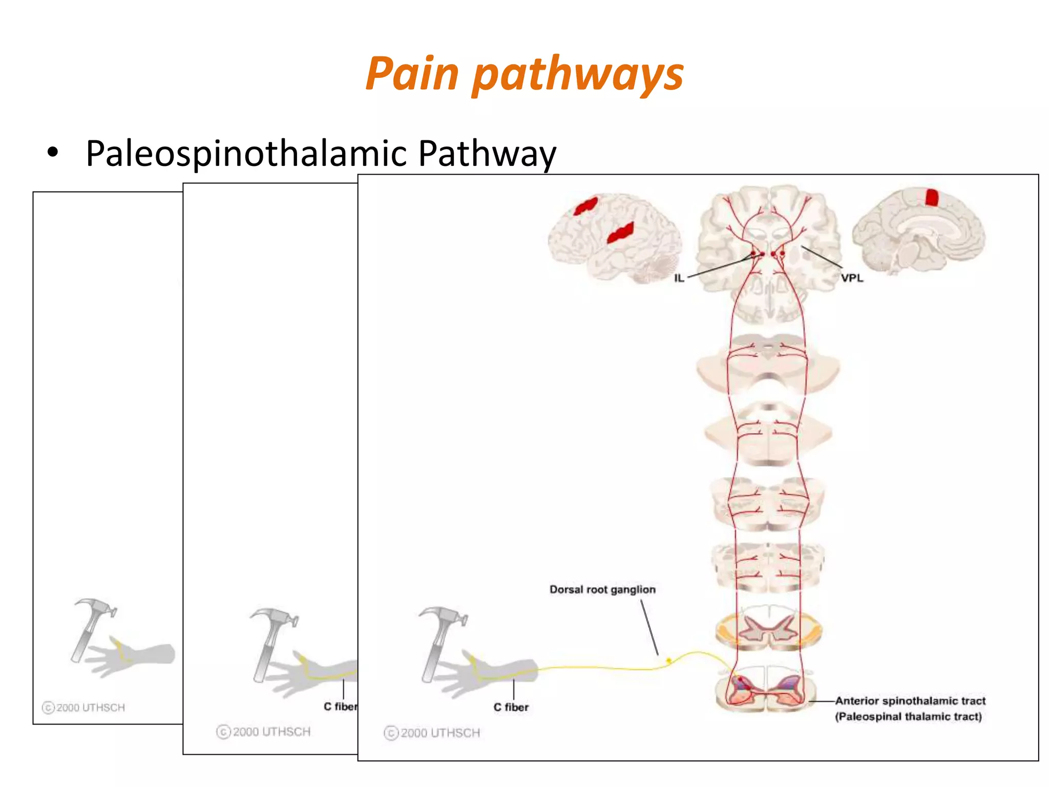 Pathophysiology pain and pain pathways | PPTX