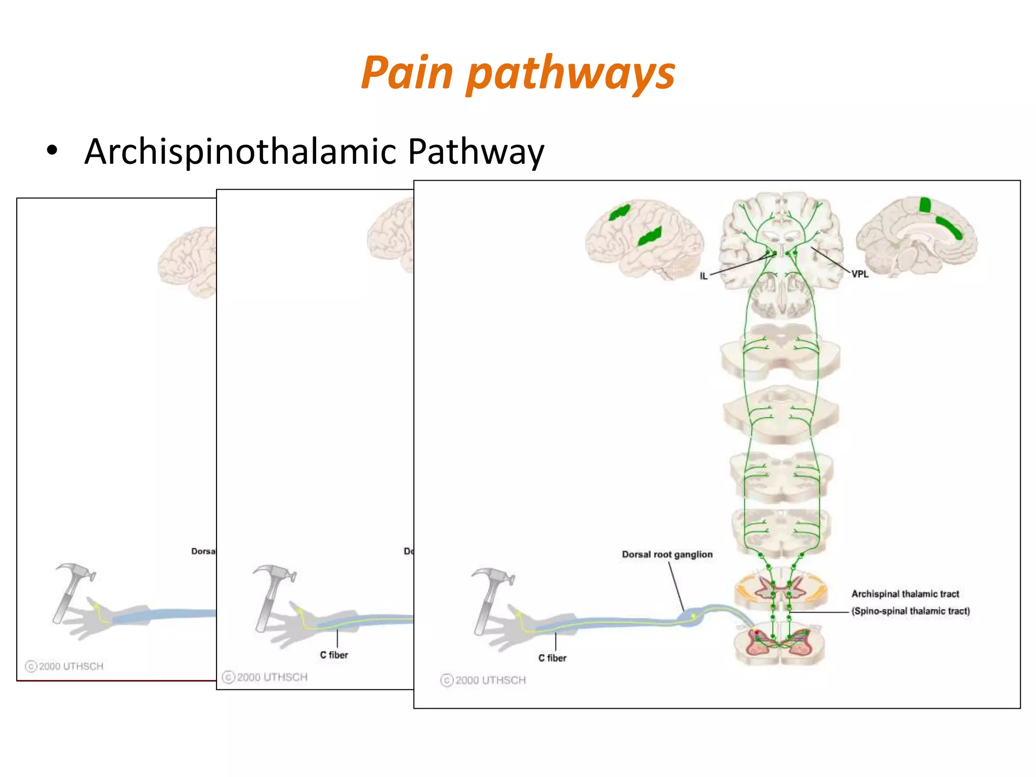 Pathophysiology pain and pain pathways | PPTX