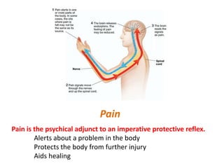Pathophysiology pain and pain pathways | PPTX