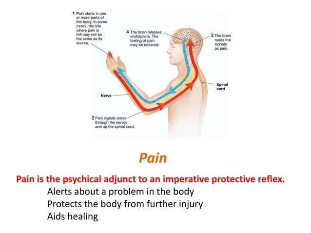 Pathophysiology pain and pain pathways | PPTX