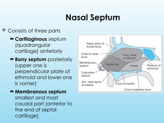 Paranasal Sinuses: Radiological Anatomy and Variants | PPTX