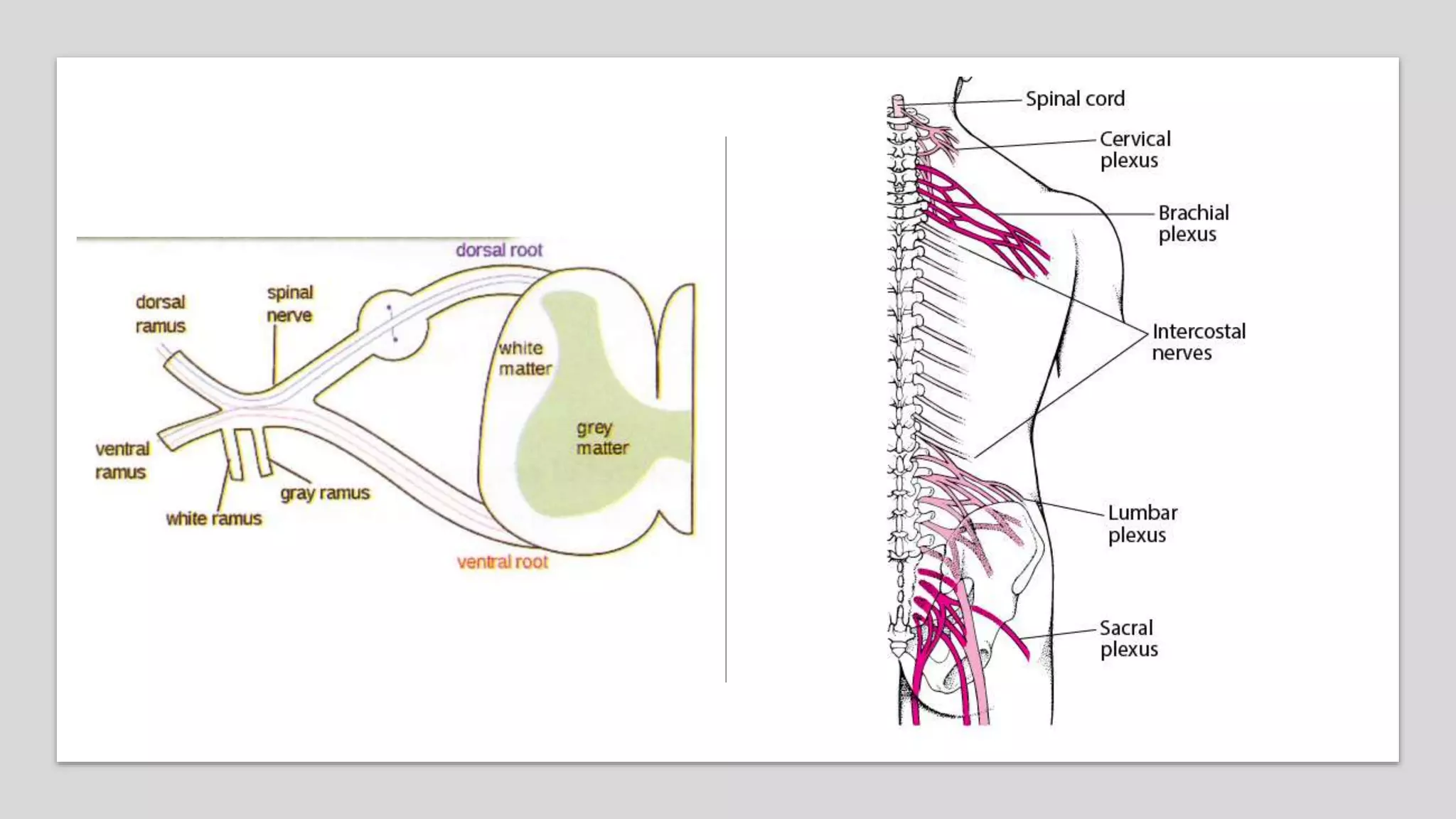 Examination of peripheral neuropathy | PPTX