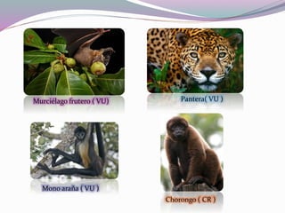 Parque Nacional Yasuni | PPTX
