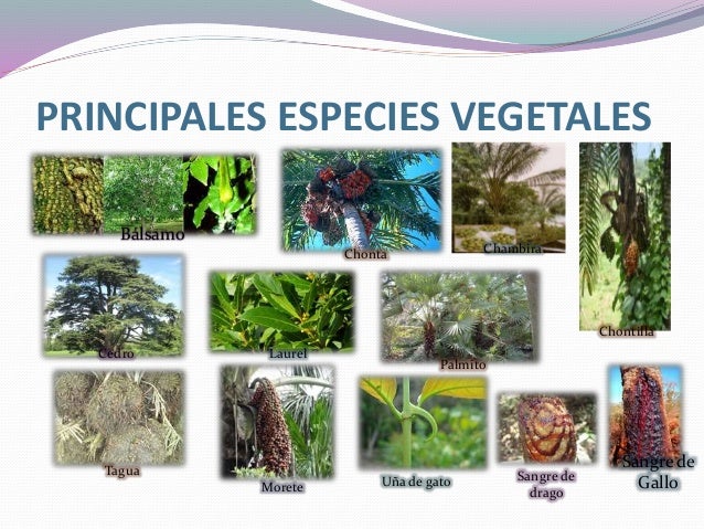 Parque Nacional Yasuni