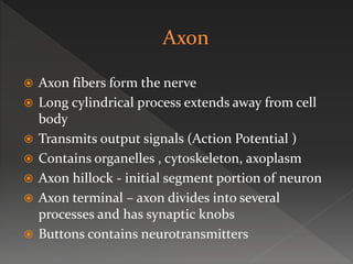 Neuron physiology | PPTX