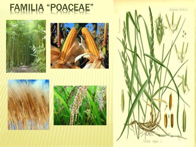 Poaceae