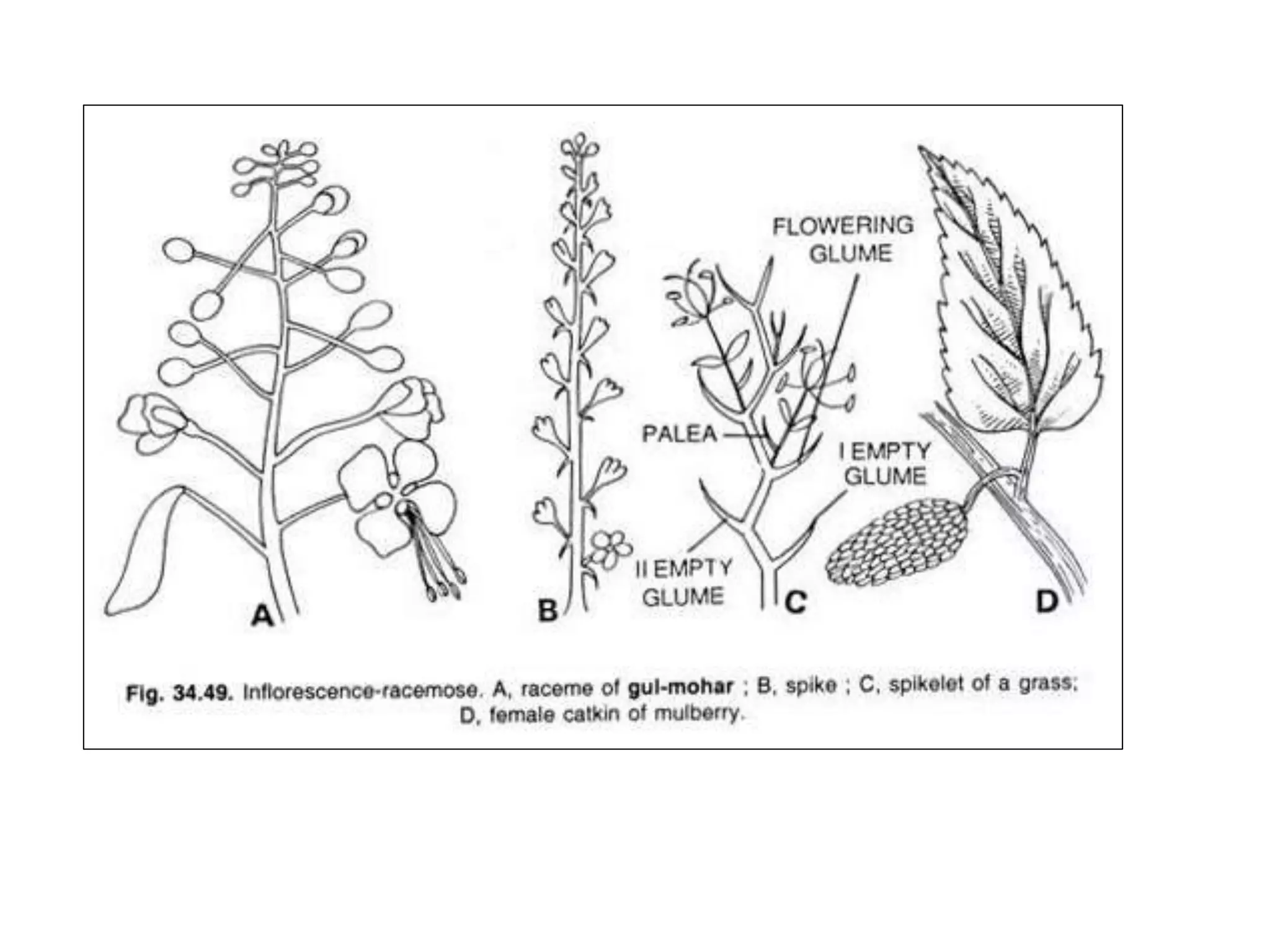 Poaceae | PPTX