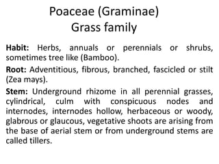 Poaceae | PPTX