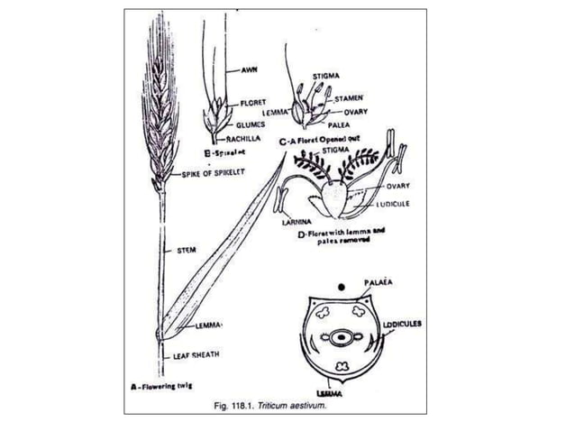 Poaceae | PPTX | Gardening | Home & Garden