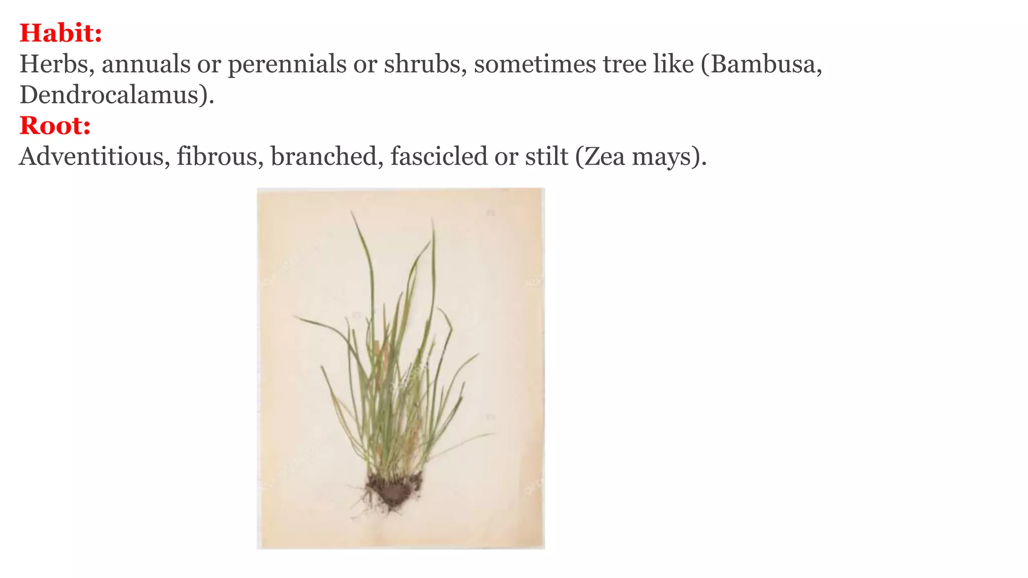 Poaceae | PPTX