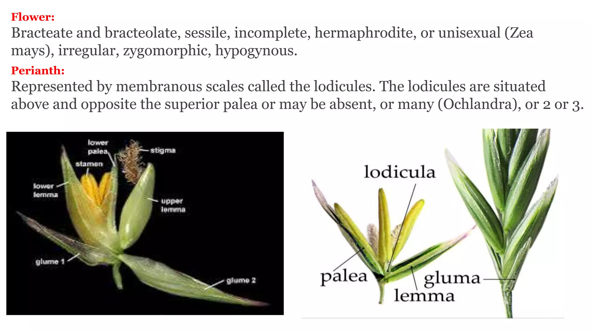 Poaceae | PPTX | Gardening | Home & Garden