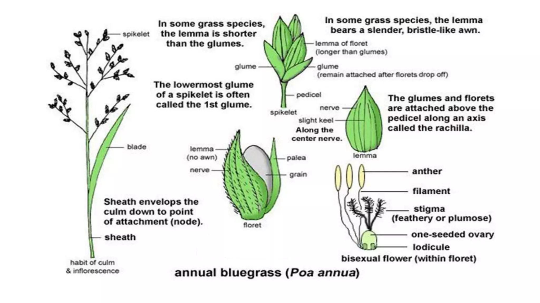 Poaceae | PPTX