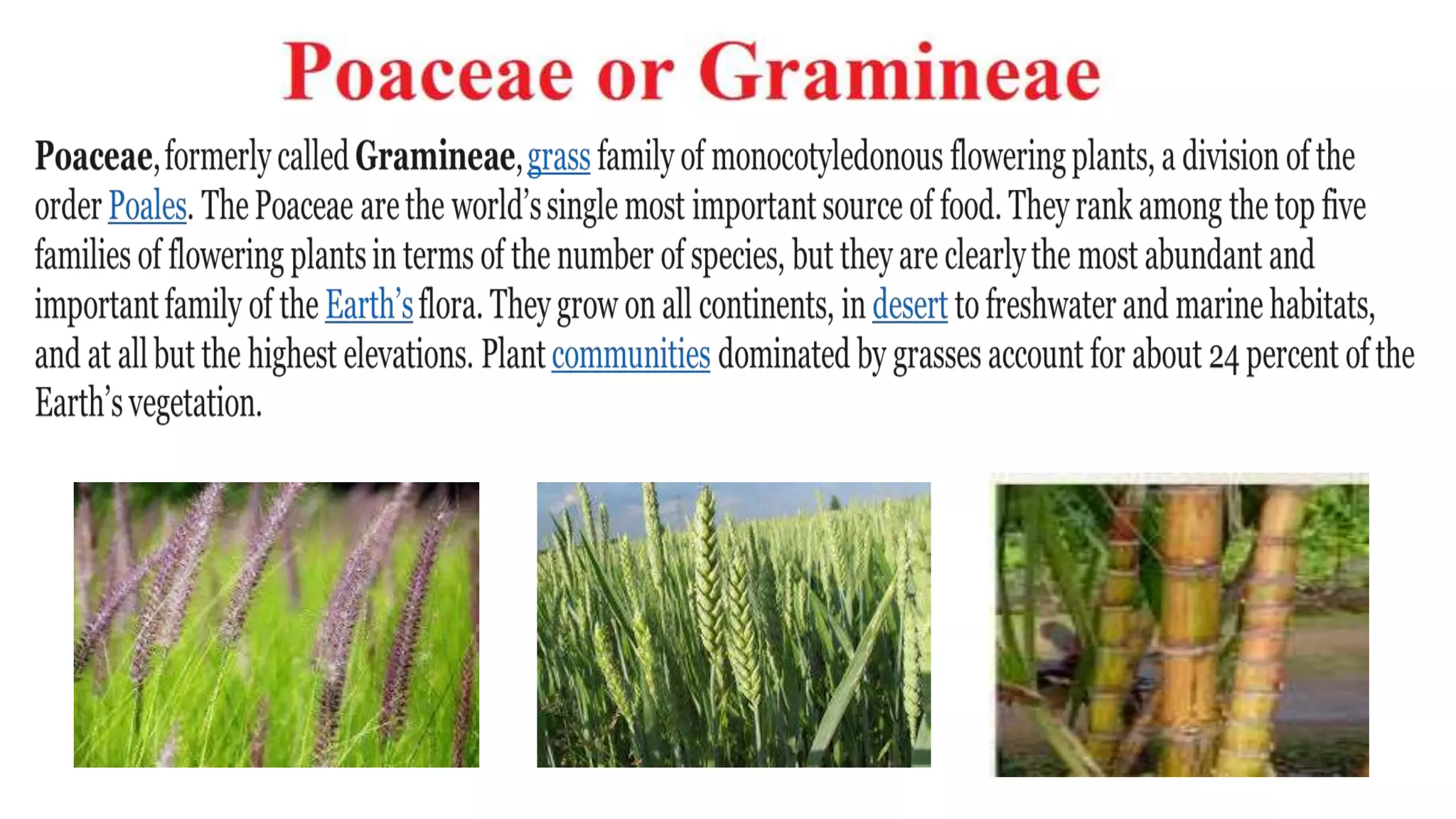 Poaceae | PPTX