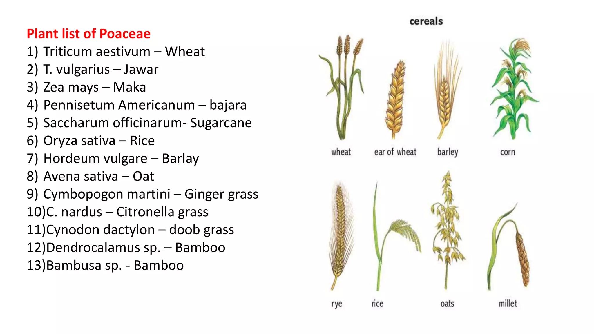 Poaceae | PPTX | Gardening | Home & Garden