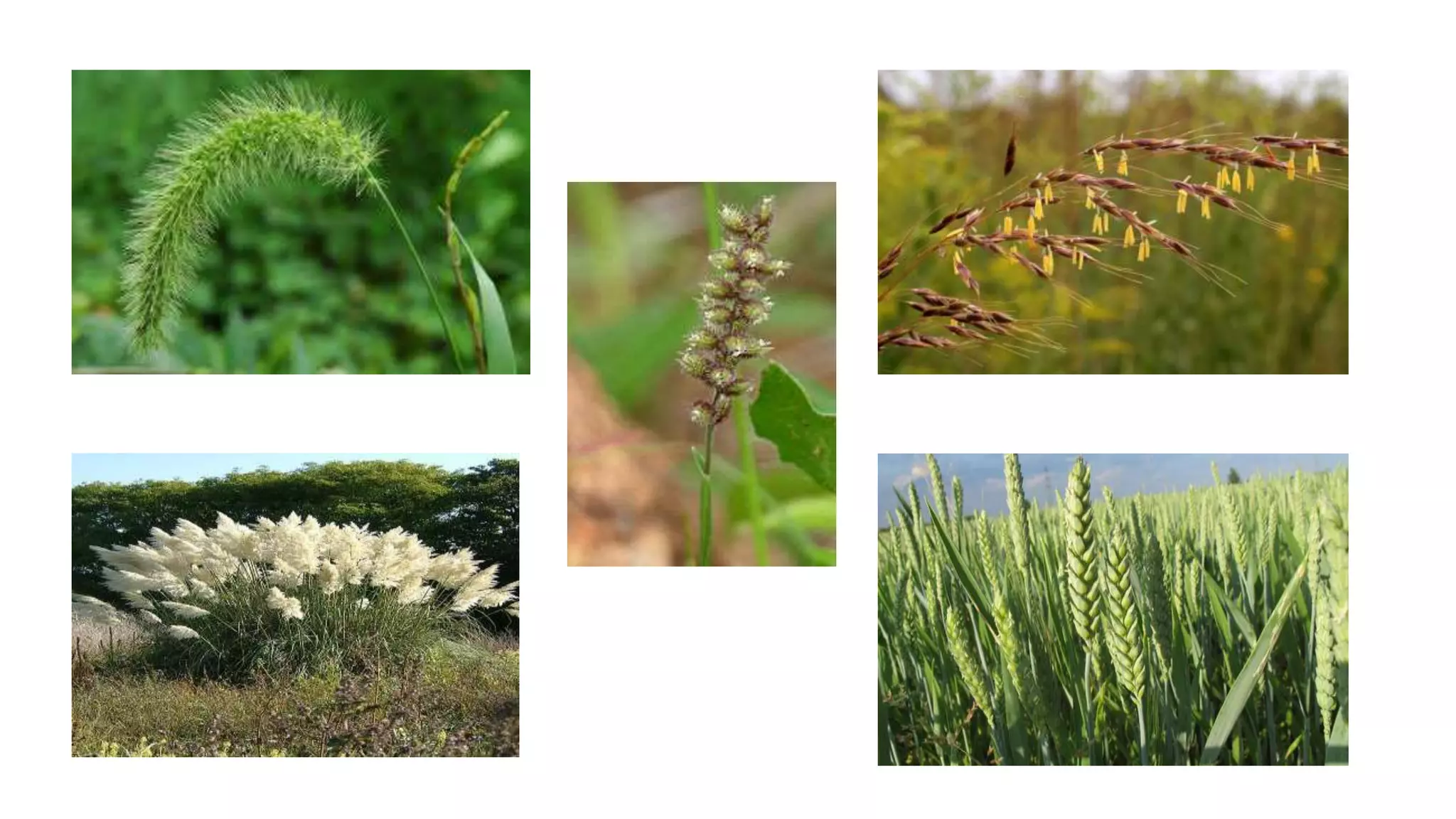 Poaceae | PPTX