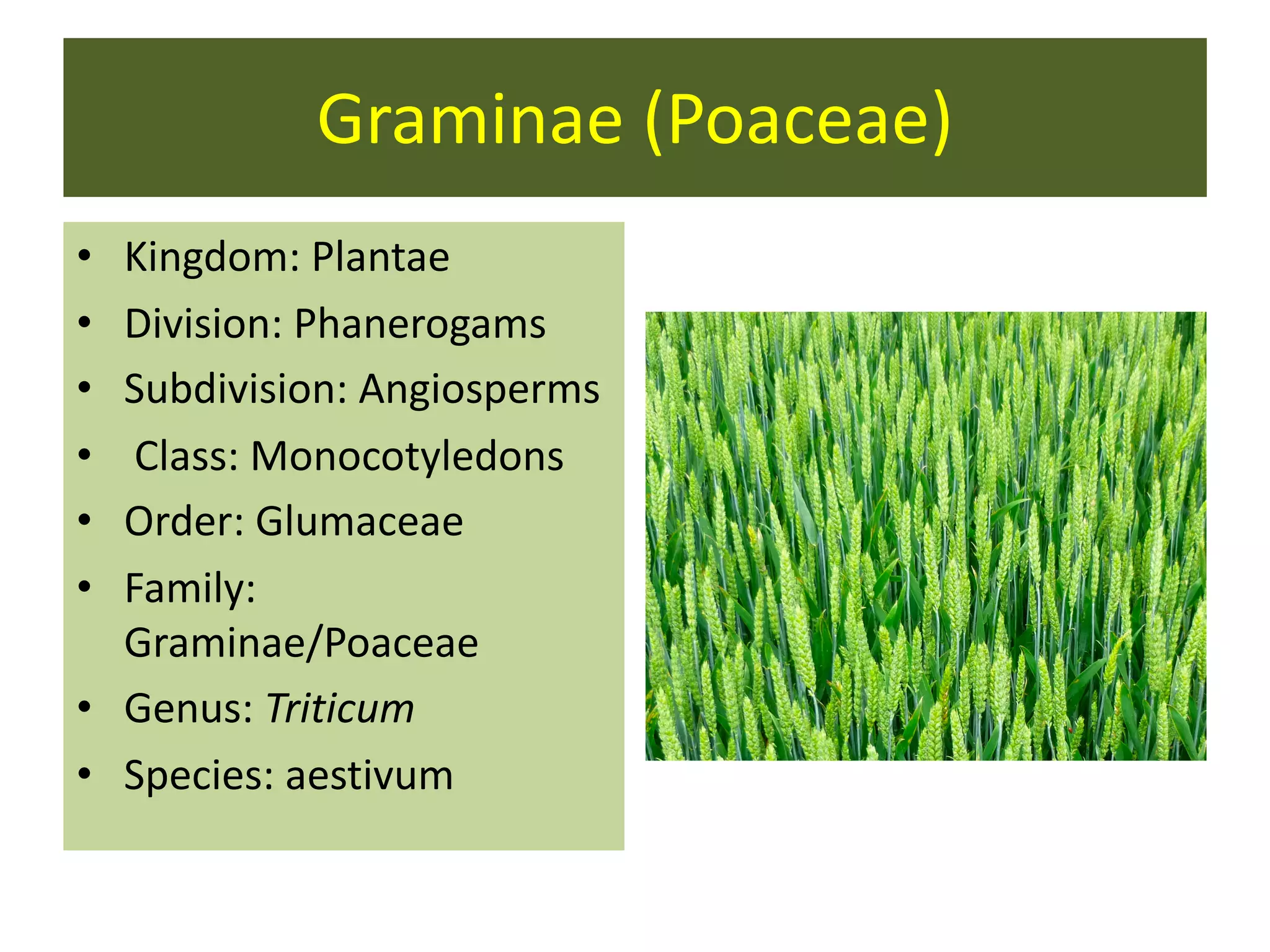 Taxonomy of Angiosperms: Family-Poaceae | PDF