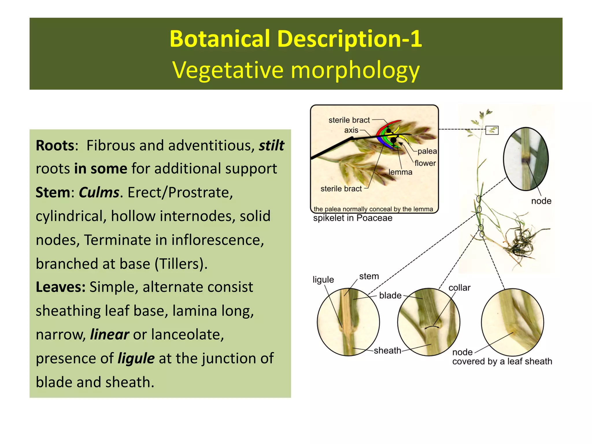 Taxonomy of Angiosperms: Family-Poaceae | PDF