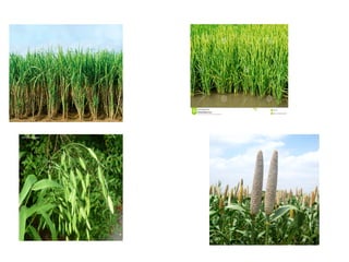 Taxonomy of Angiosperms: Family-Poaceae | PDF
