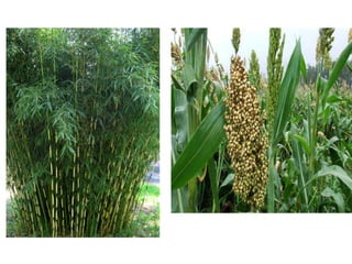 Taxonomy of Angiosperms: Family-Poaceae | PPT